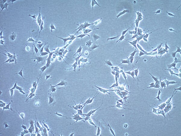 SHSY-5Y Tet-On Inducible Alpha-Synuclein Neuroblastoma Cell Line | SCC291